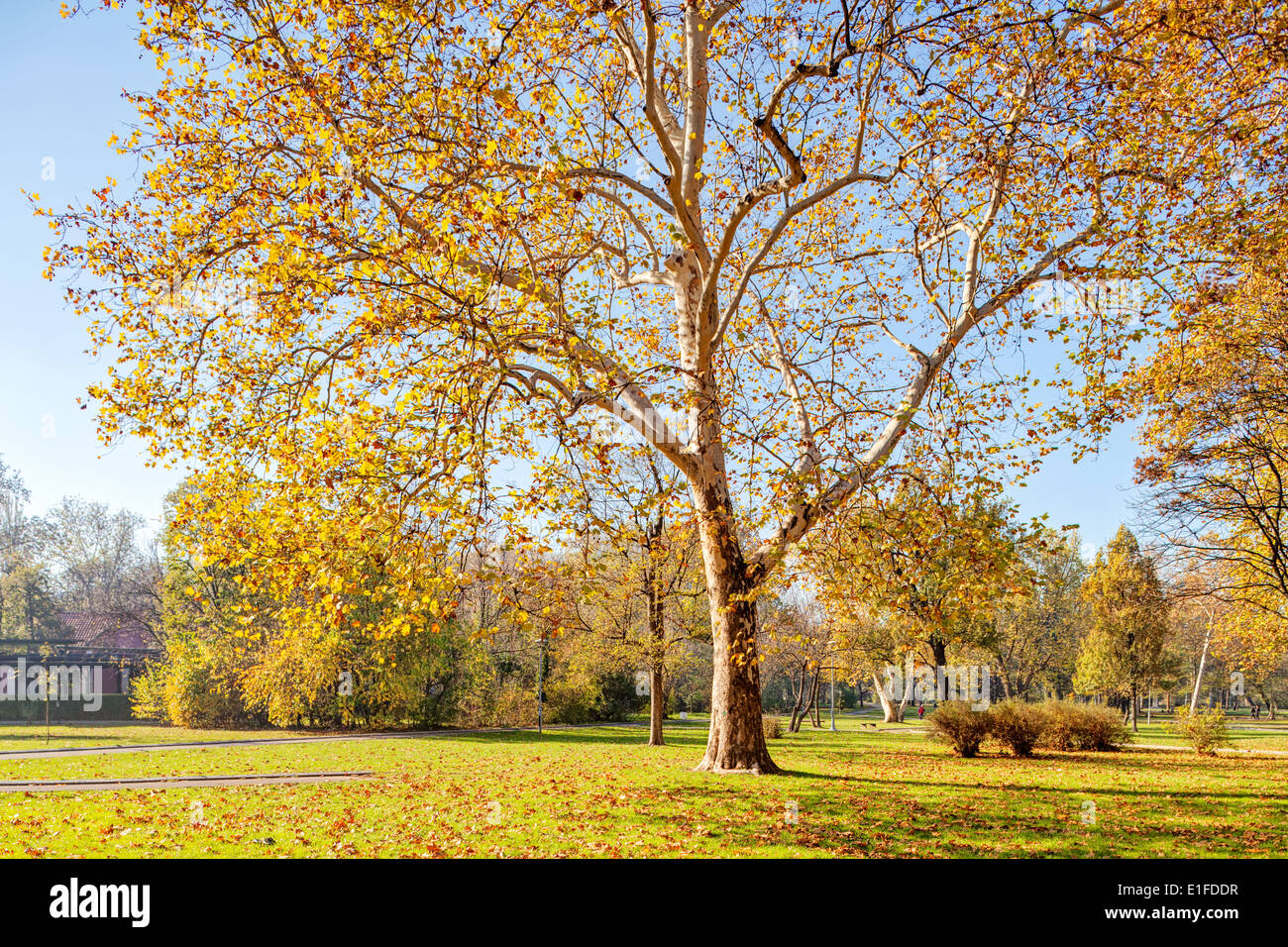 trees in park Stock Photo - Alamy