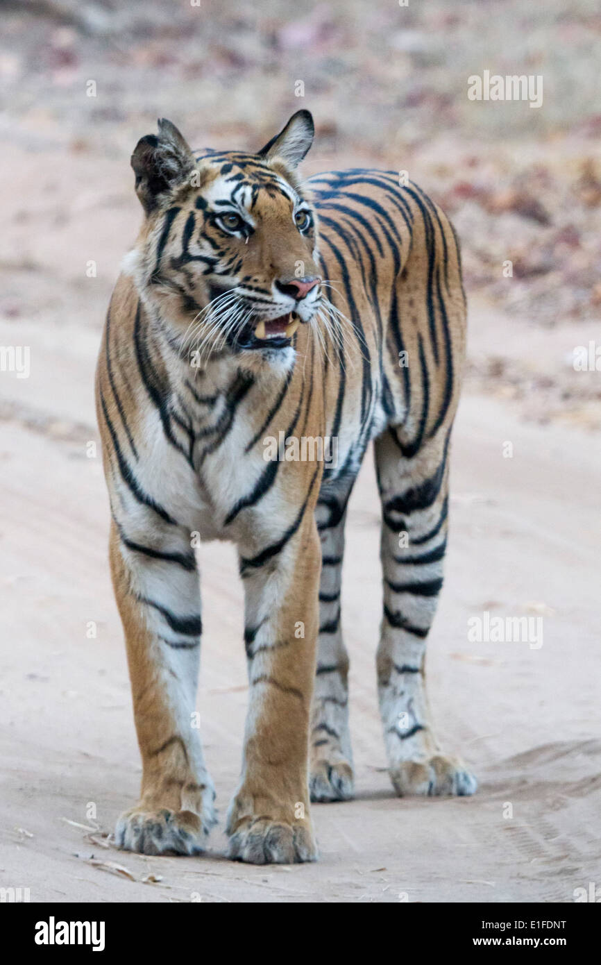 Male tiger standing hi-res stock photography and images - Alamy