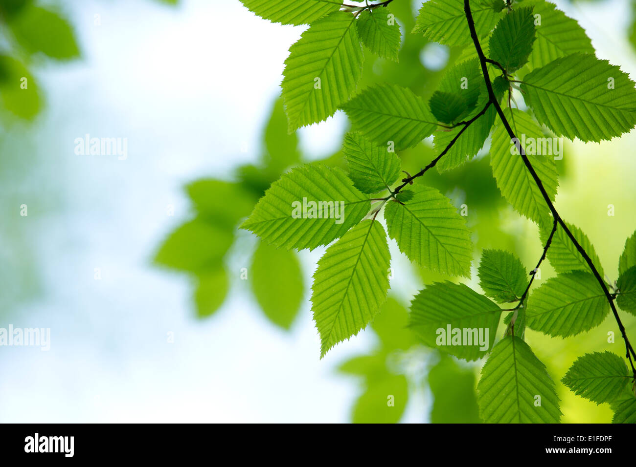 natural green background with selective focus Stock Photo - Alamy