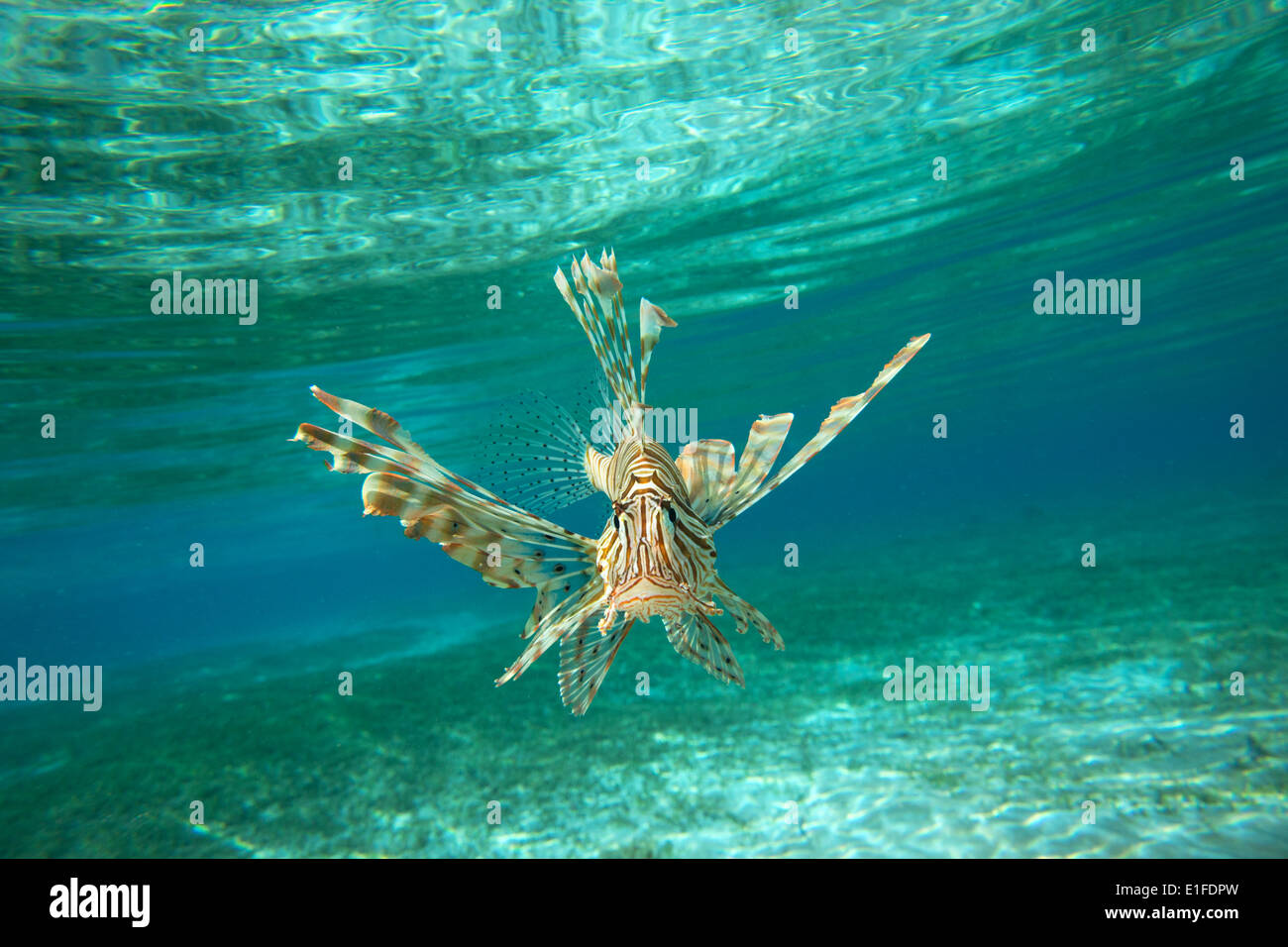 Lion fish swimming under water Stock Photo - Alamy