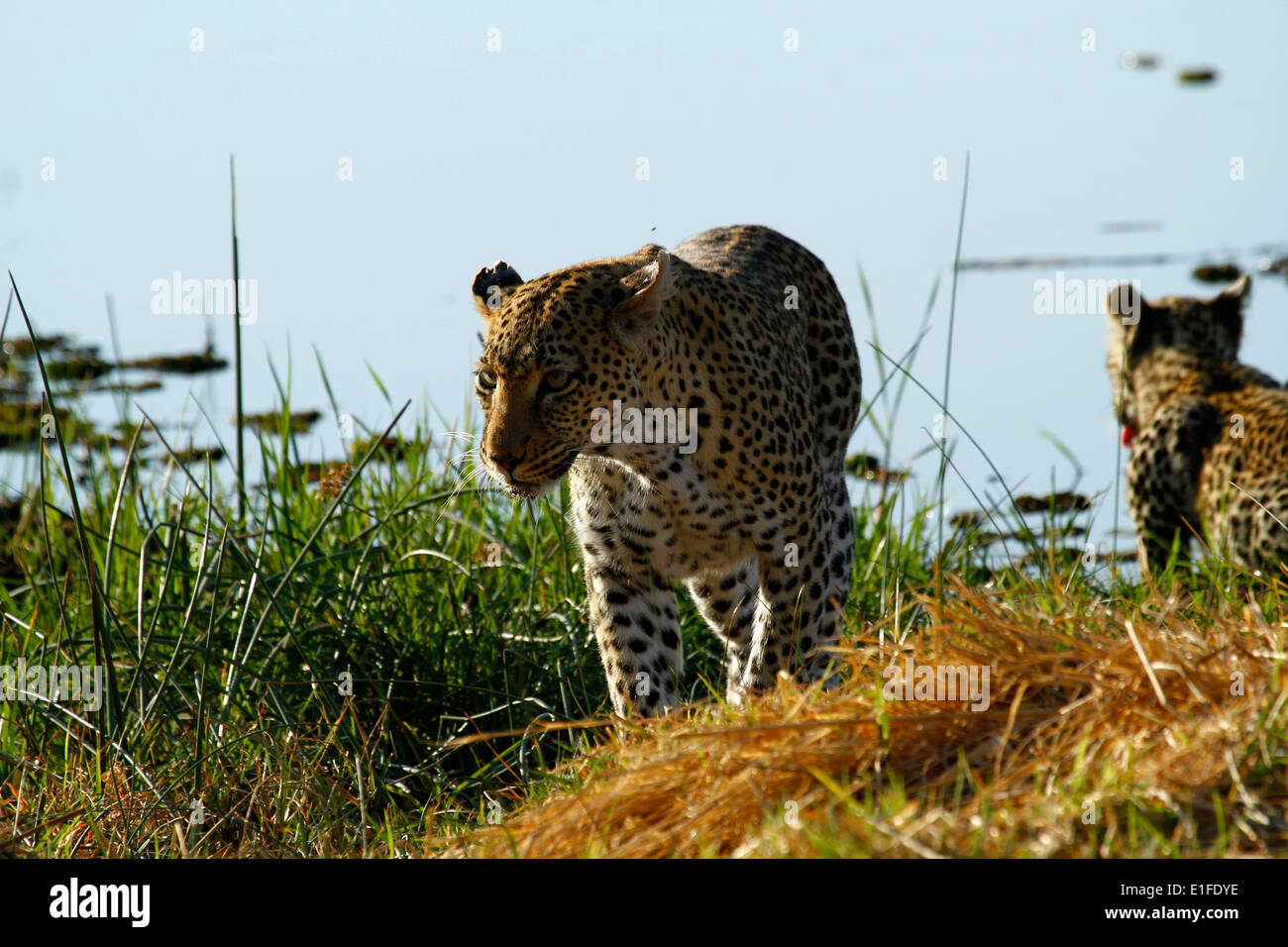 Leopards are powerful big cats able to take large prey due to their ...