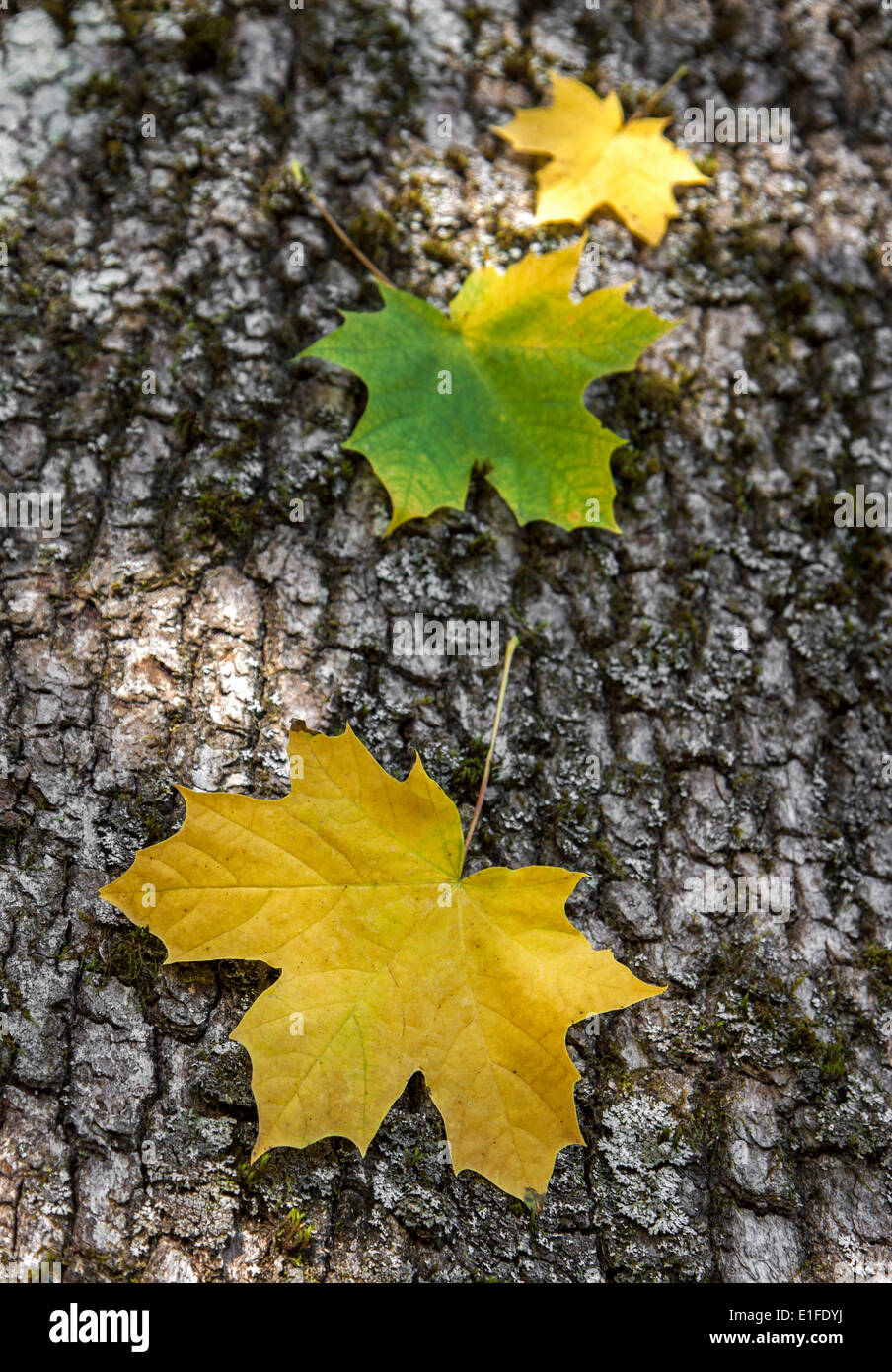 Three vertical leaves background hi-res stock photography and images ...