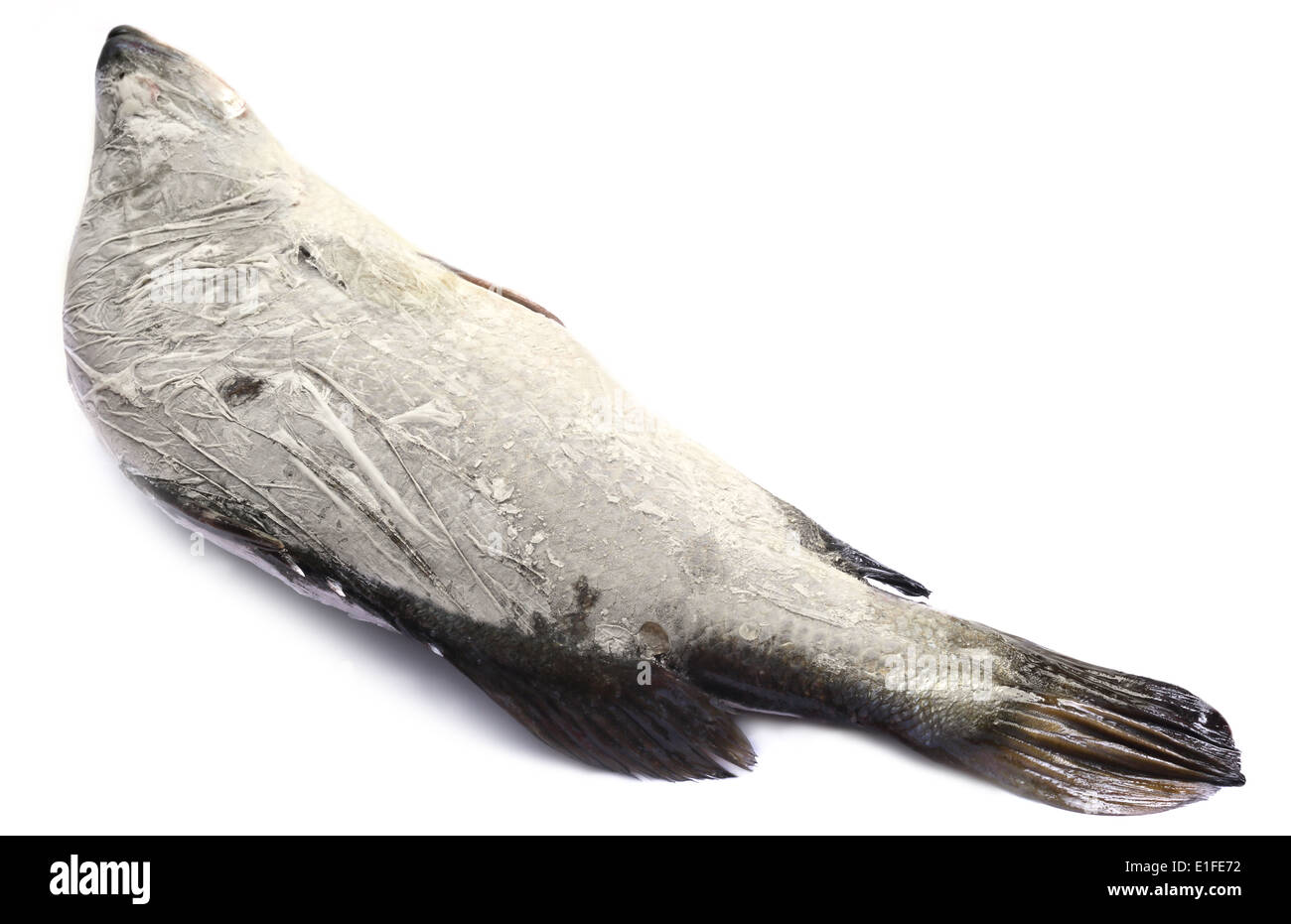 Frozen Barramundi or Koral fish of Southeast Asia Stock Photo - Alamy