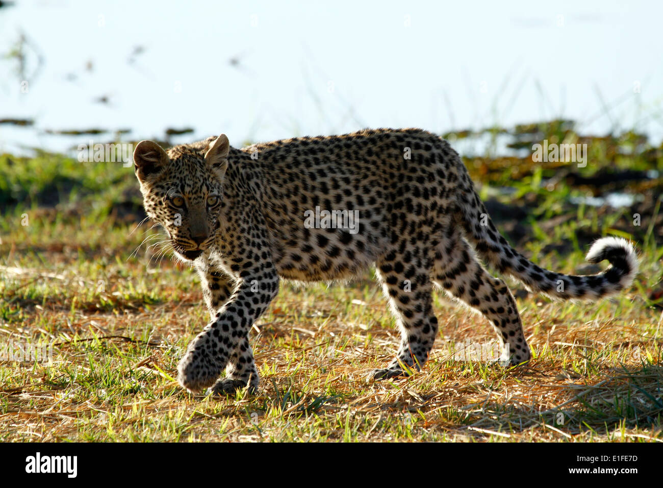 Leopards are powerful big cats able to take large prey due to their ...