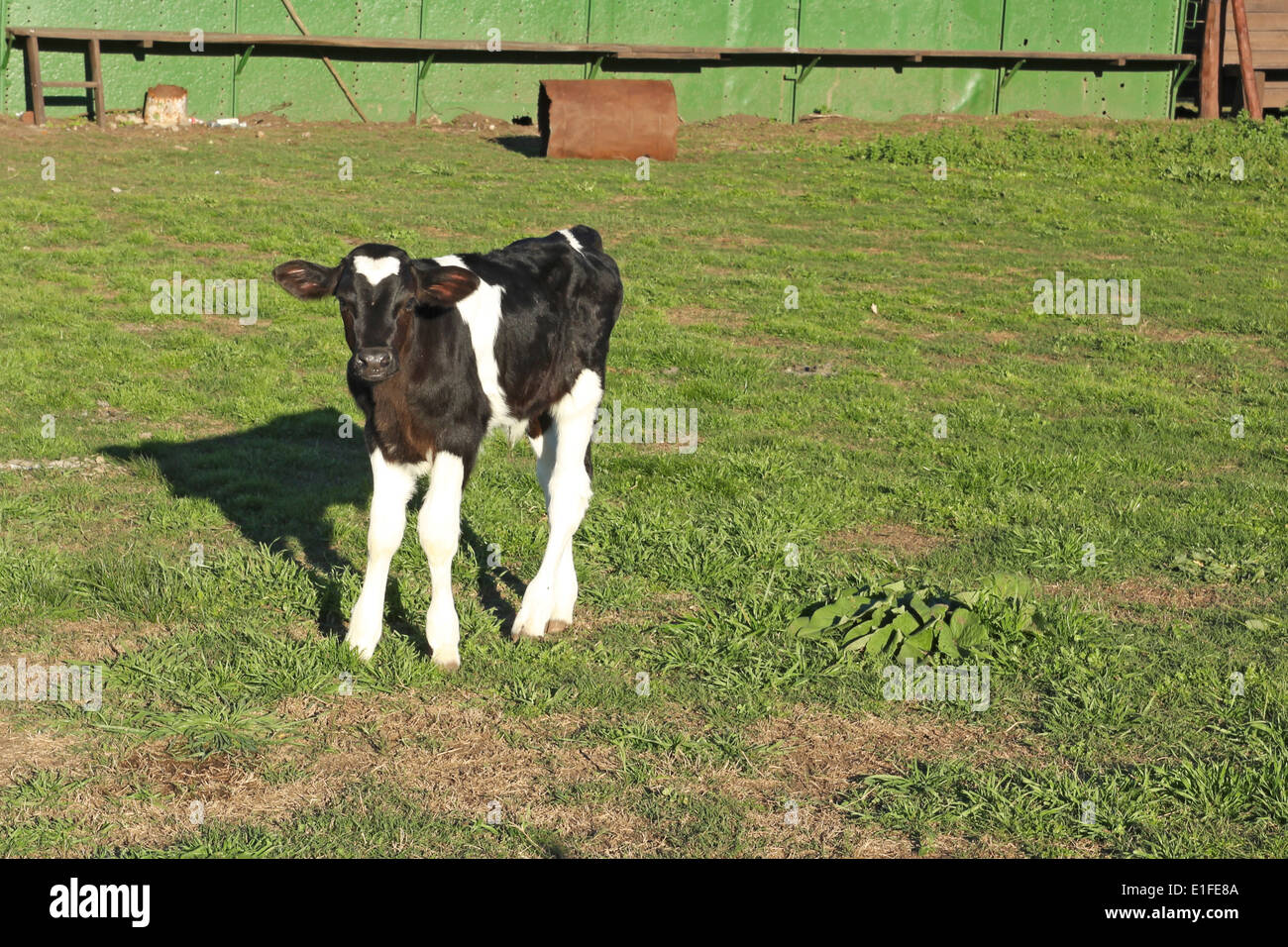 Small calf leather black and white in a farmhouse Stock Photo - Alamy