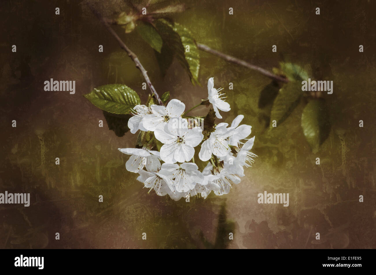 Pear bloom hi-res stock photography and images - Alamy