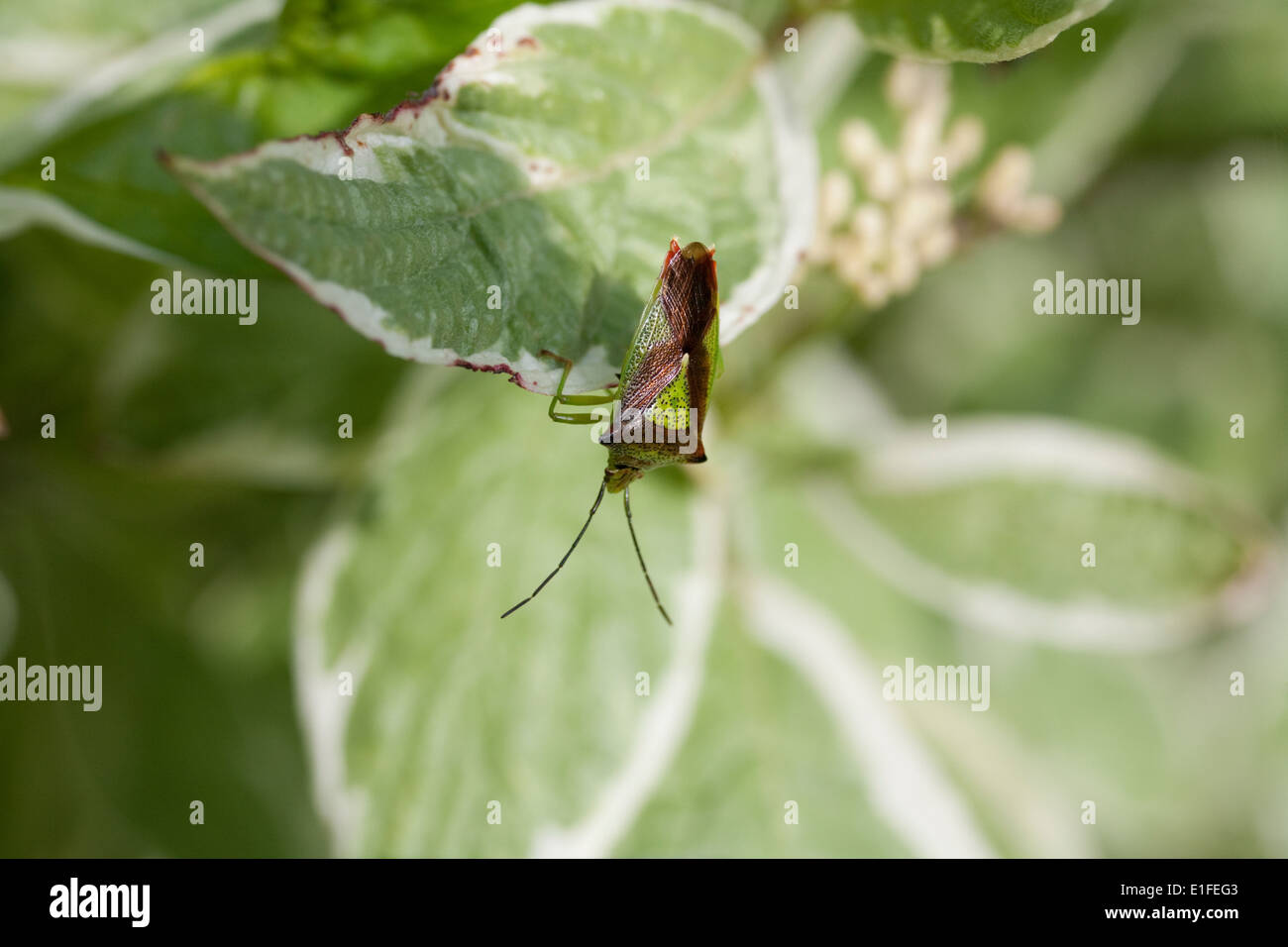 Hawthorn Shieldbug Acanthosoma haemorrhoidale Stock Photo - Alamy