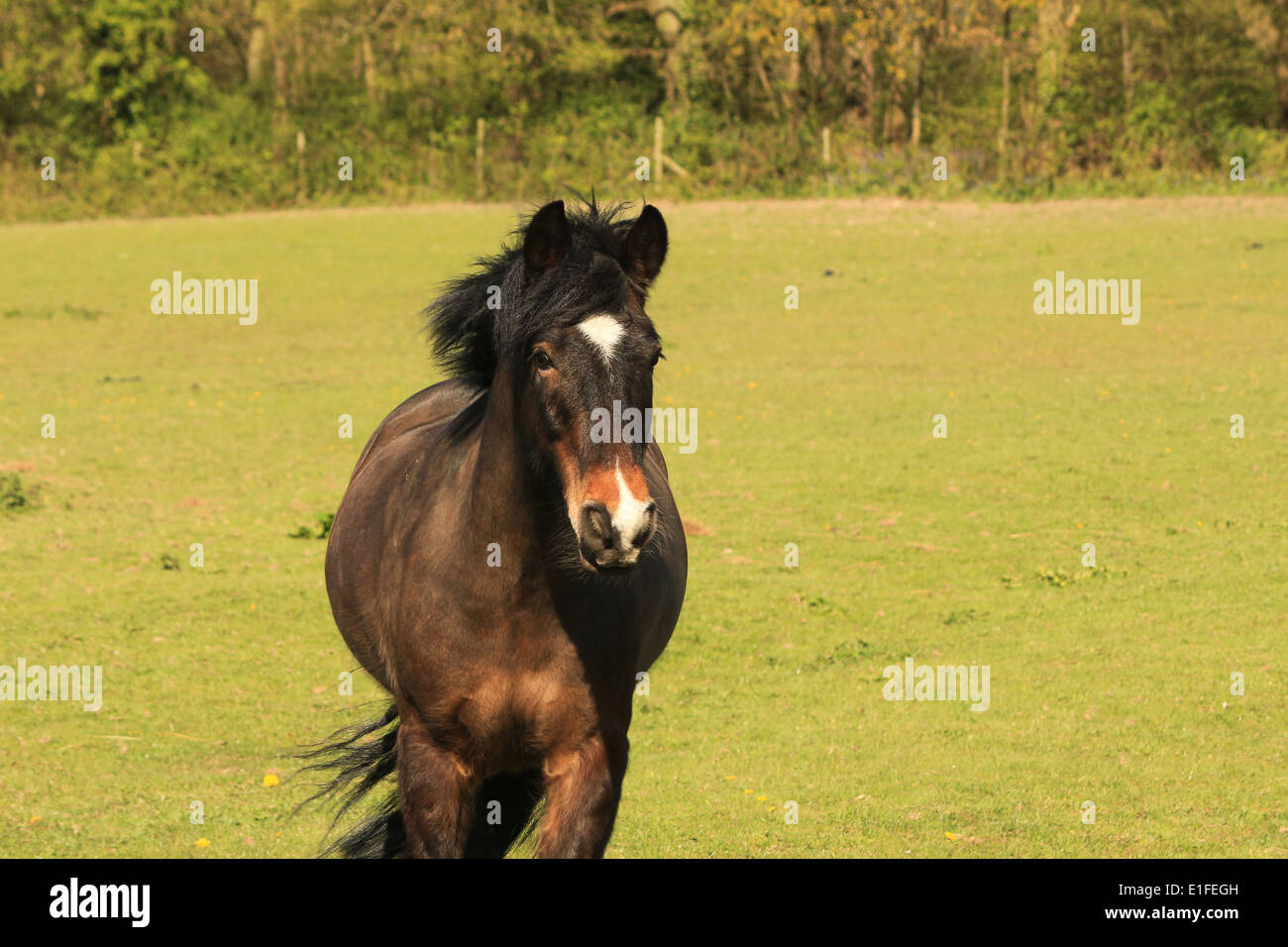 Free field hi-res stock photography and images - Alamy