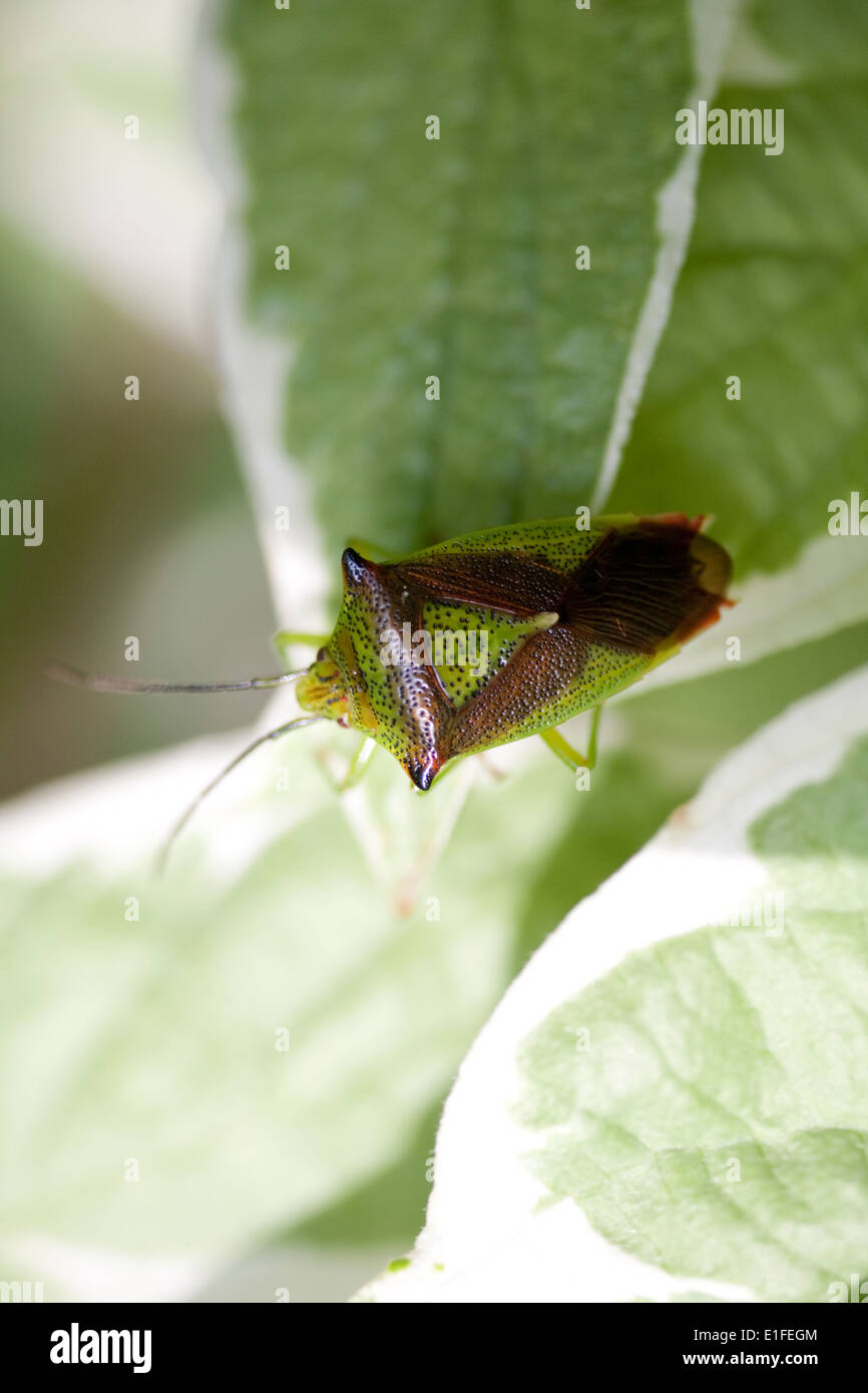 Hawthorn Shieldbug Acanthosoma haemorrhoidale Stock Photo - Alamy