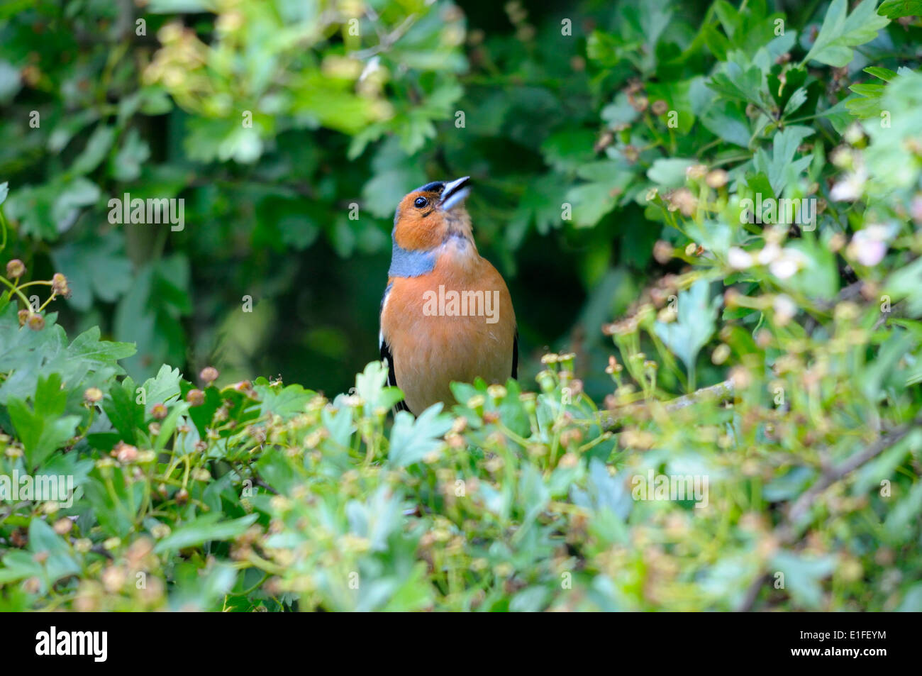 Singing chaffinch hi-res stock photography and images - Alamy