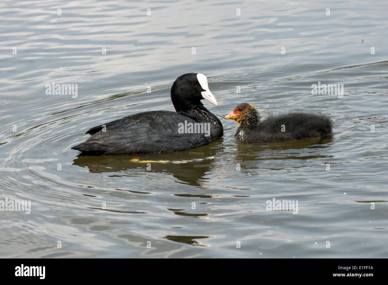 Cute coot chick with mother coot Stock Photo - Alamy