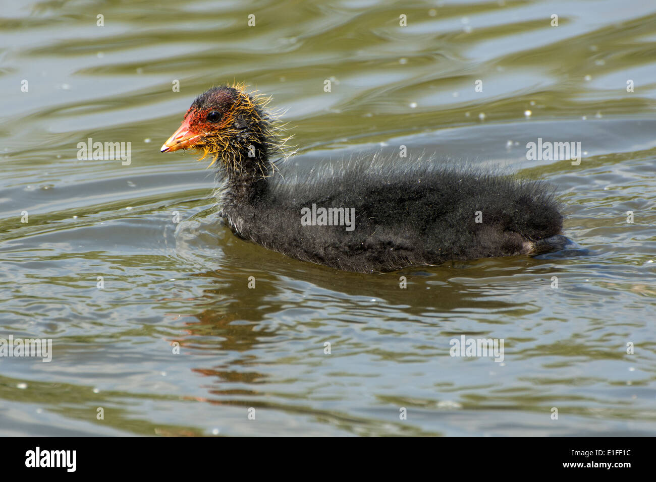 Cute coot chick Stock Photo - Alamy
