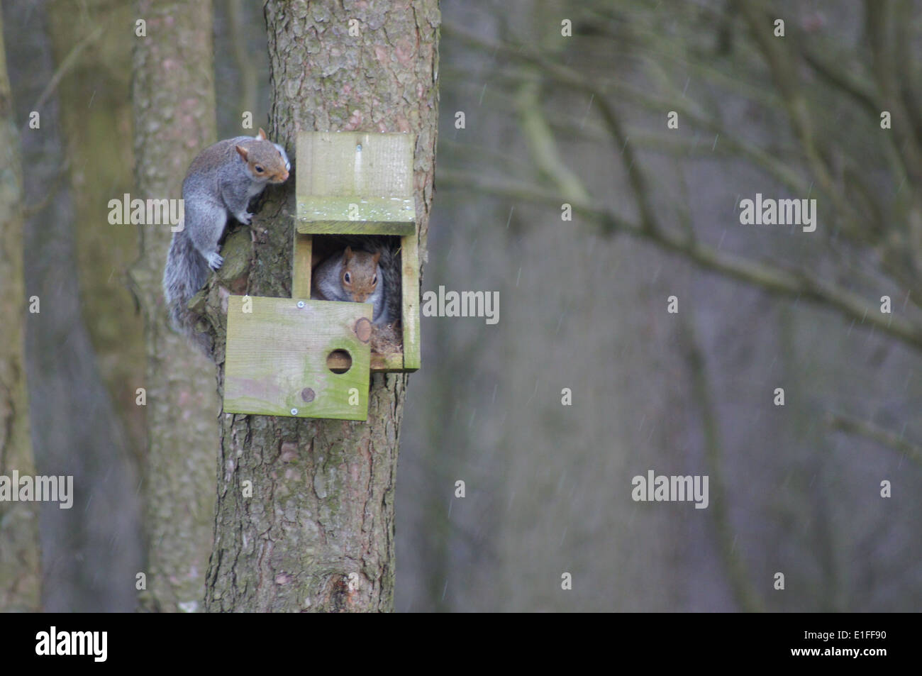 Two Grey Squirrels playing hide and seek Stock Photo - Alamy