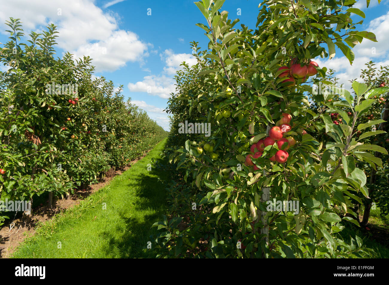 Red apples orchard hi-res stock photography and images - Alamy