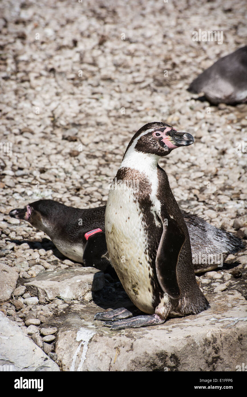 The Humboldt penguin (Spheniscus humboldti), also termed Peruvian ...
