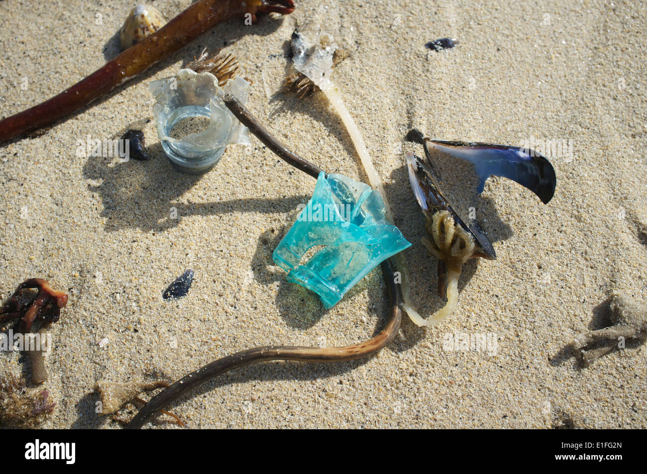 Washed up plastic on a seashore. Plastics take many years to degrade ...