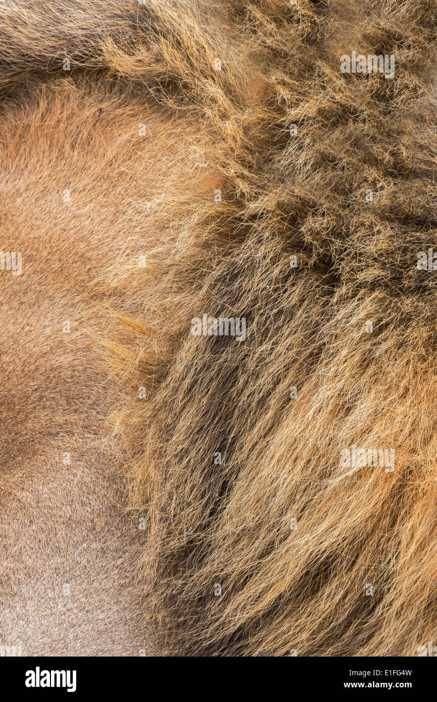 Lion skin hi-res stock photography and images - Alamy