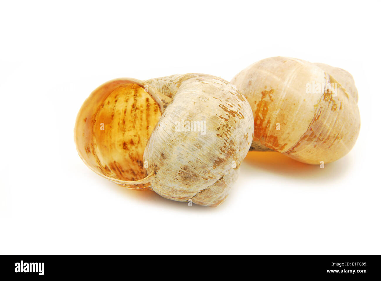 Two shells isolated on white Stock Photo - Alamy