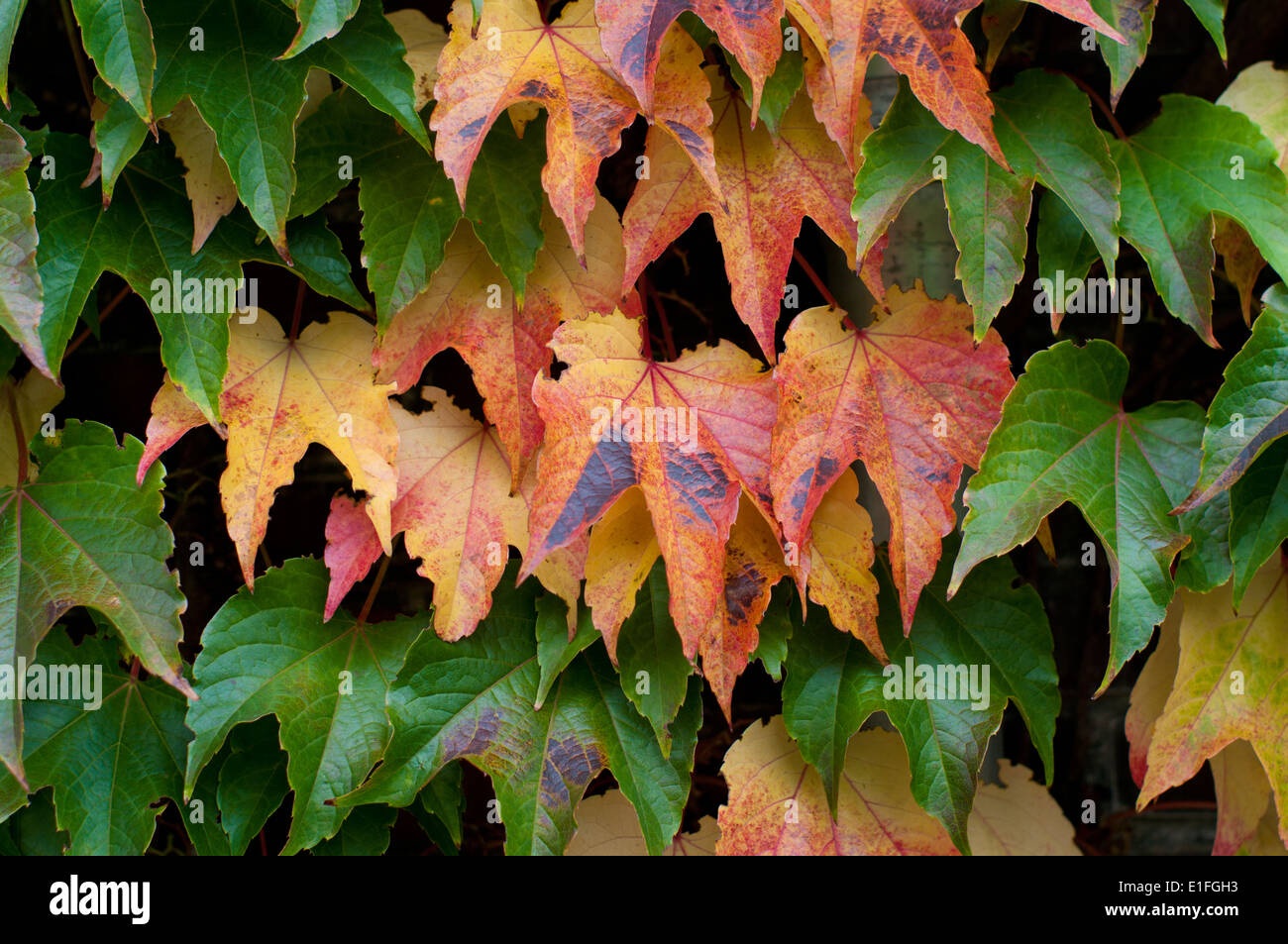 Botanical leaves green wall ivy hi-res stock photography and images - Alamy