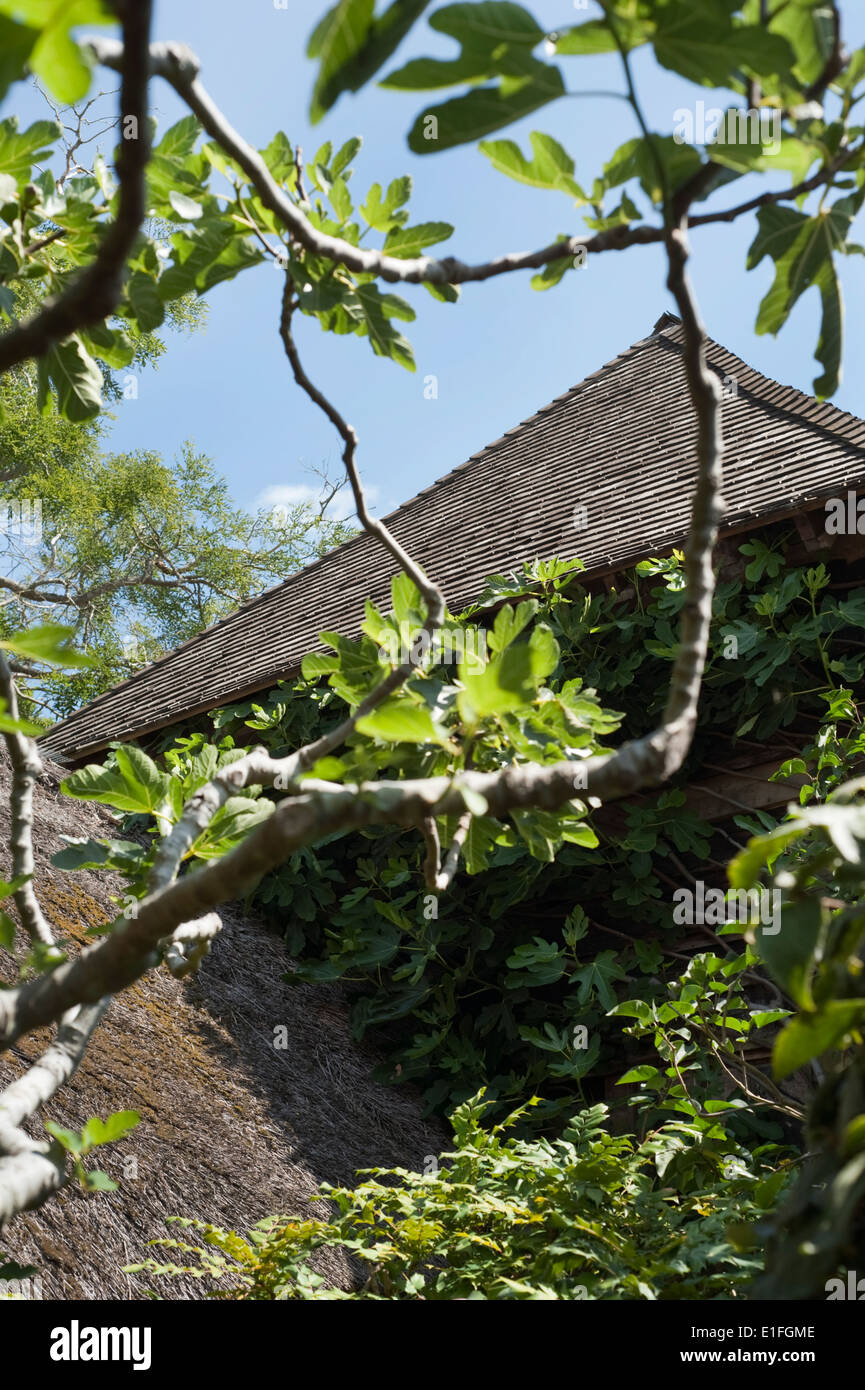 Fig tree in the Barn Garden created by the gardener Christopher Lloyd ...