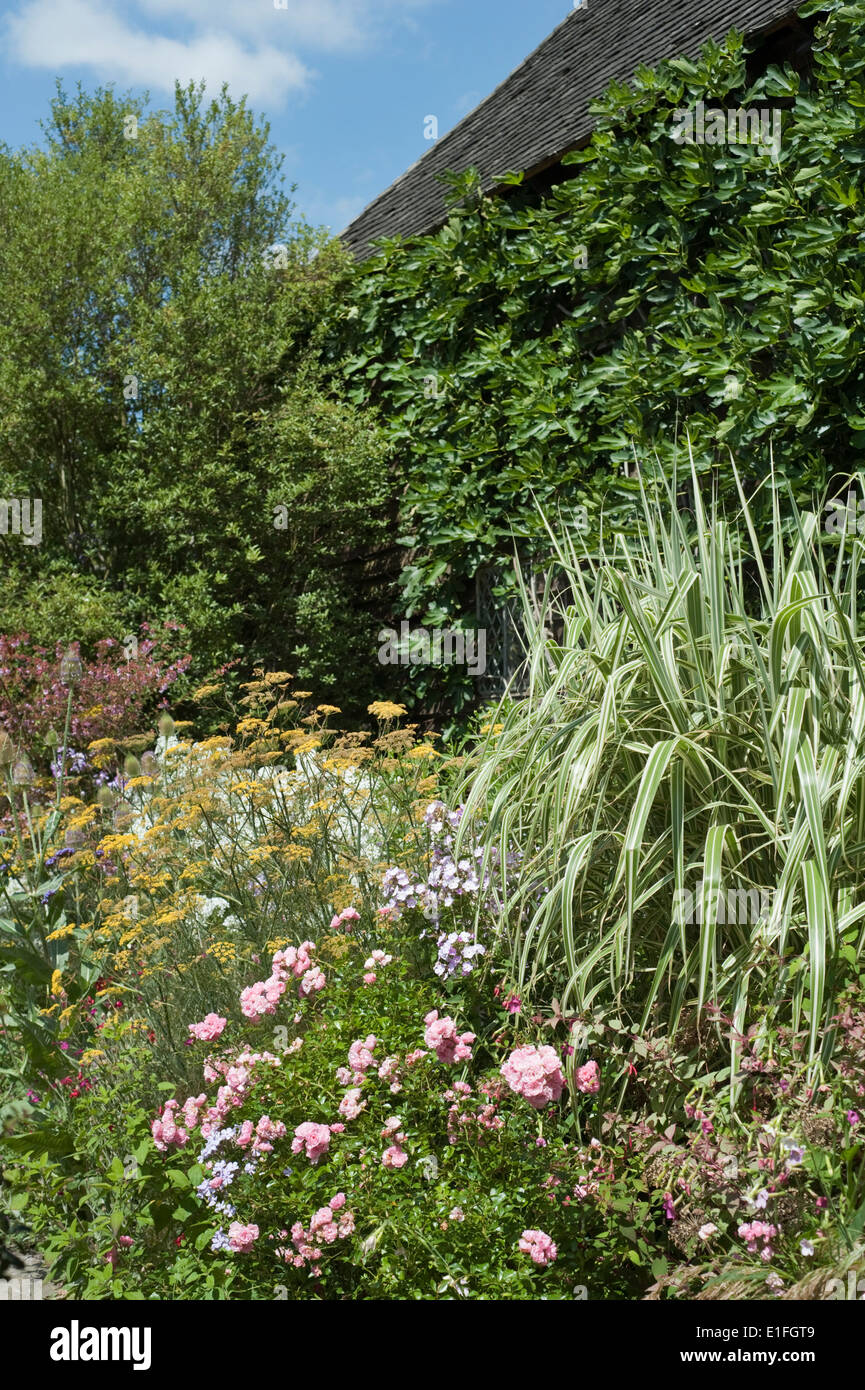 Fennel in the Barn Garden created by the gardener Christopher Lloyd at Great Dixter in Northiam ...