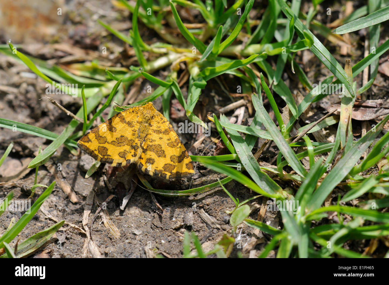 Speckled yellow moth (Pseudopanthera macularia), a day-flying moth ...
