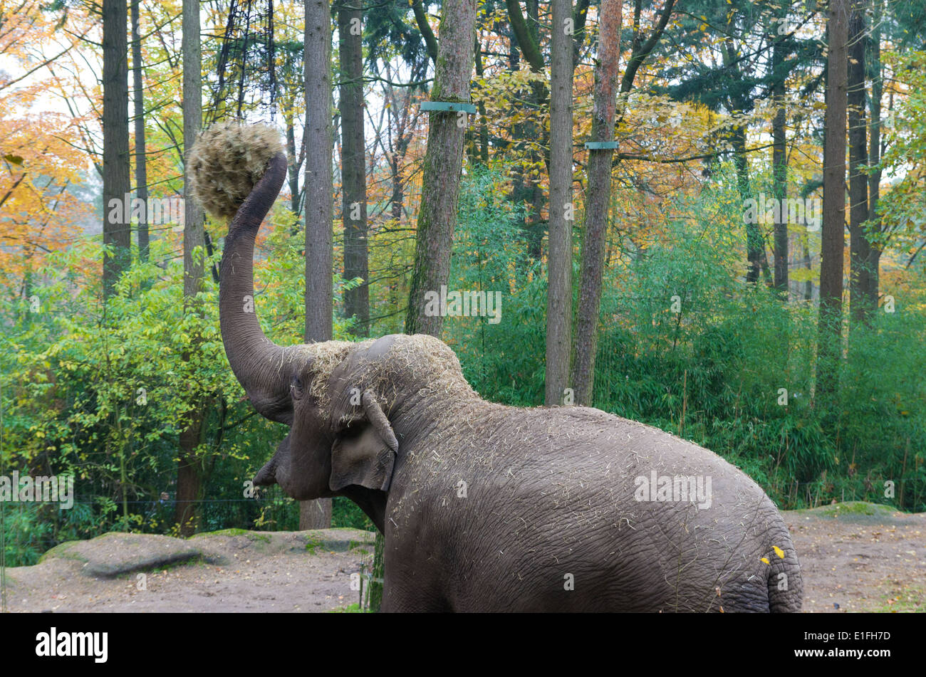 African elephant eating hay hi-res stock photography and images - Alamy