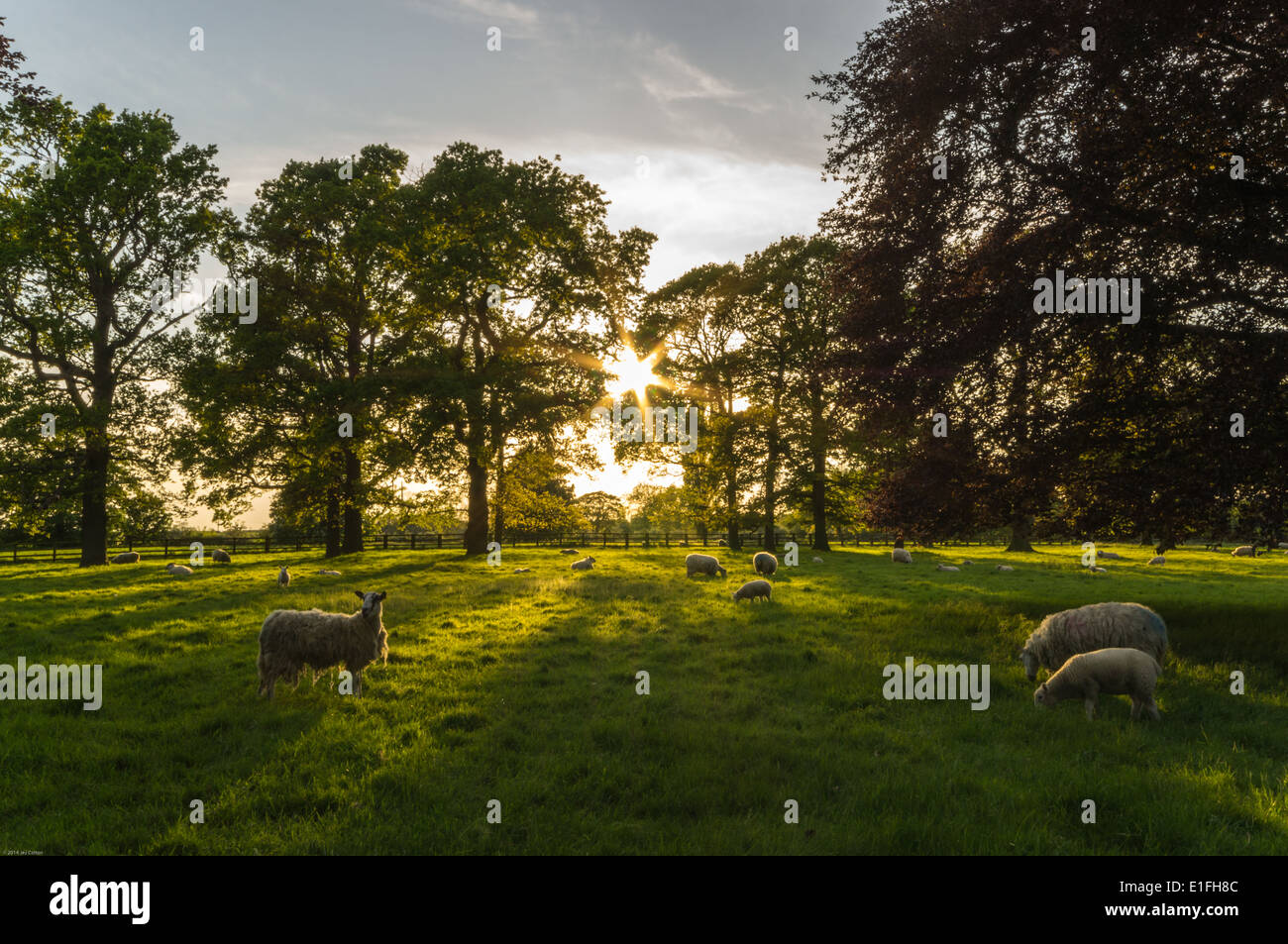 Sheep sunset hi-res stock photography and images - Alamy