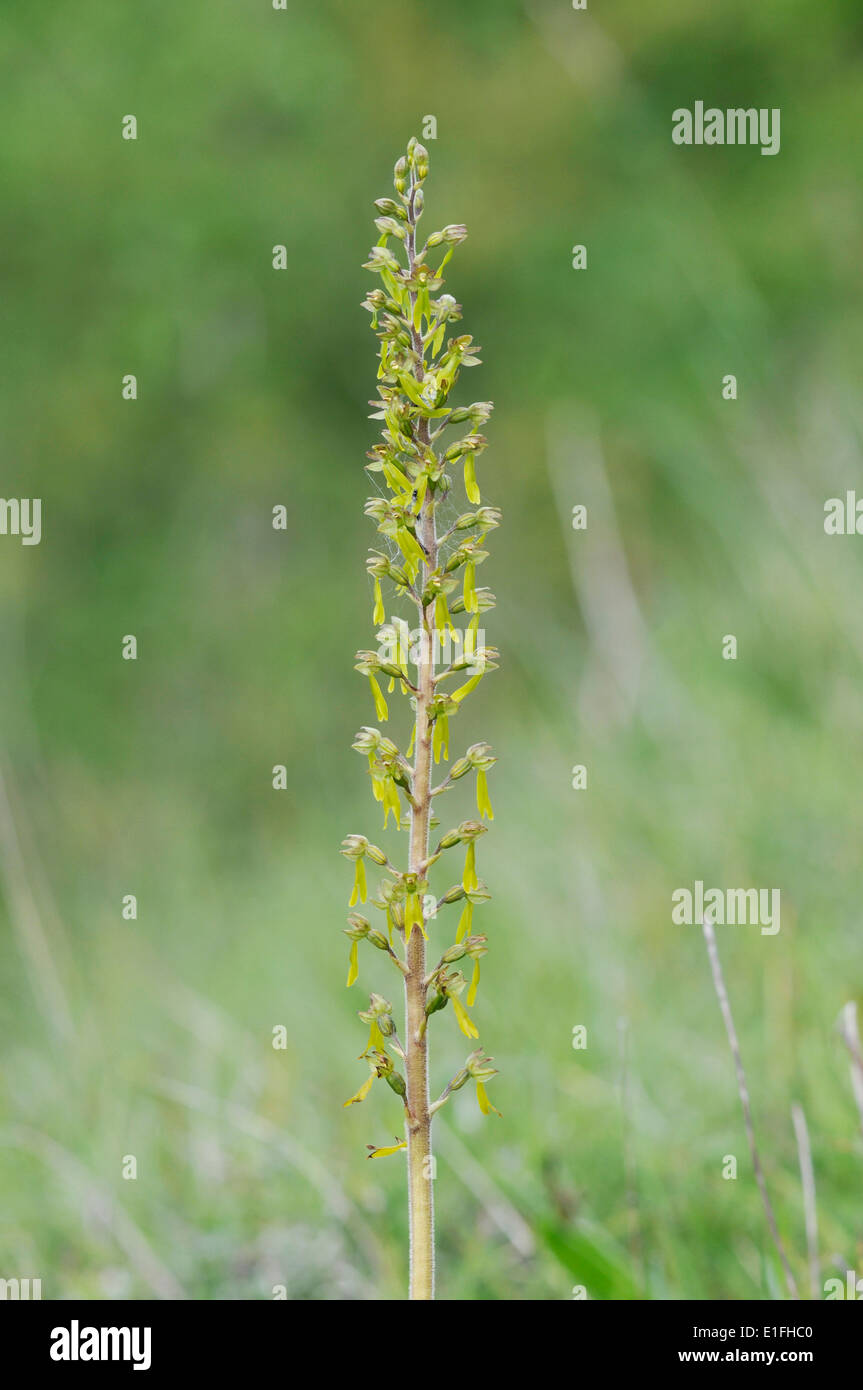 Flower spike hi-res stock photography and images - Alamy