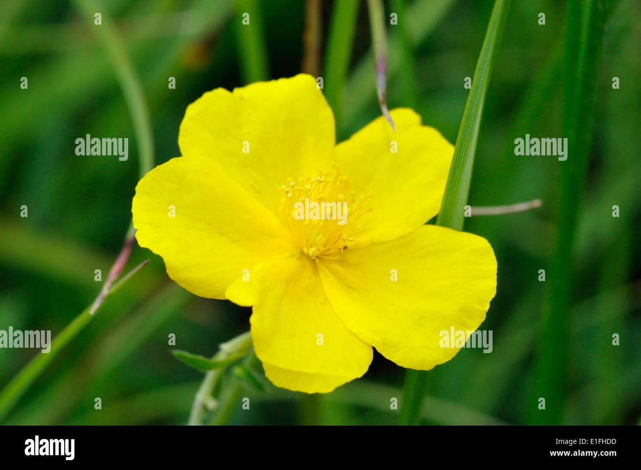 Common Rock-rose - Helianthemum nummularium Single flower closeup Stock ...