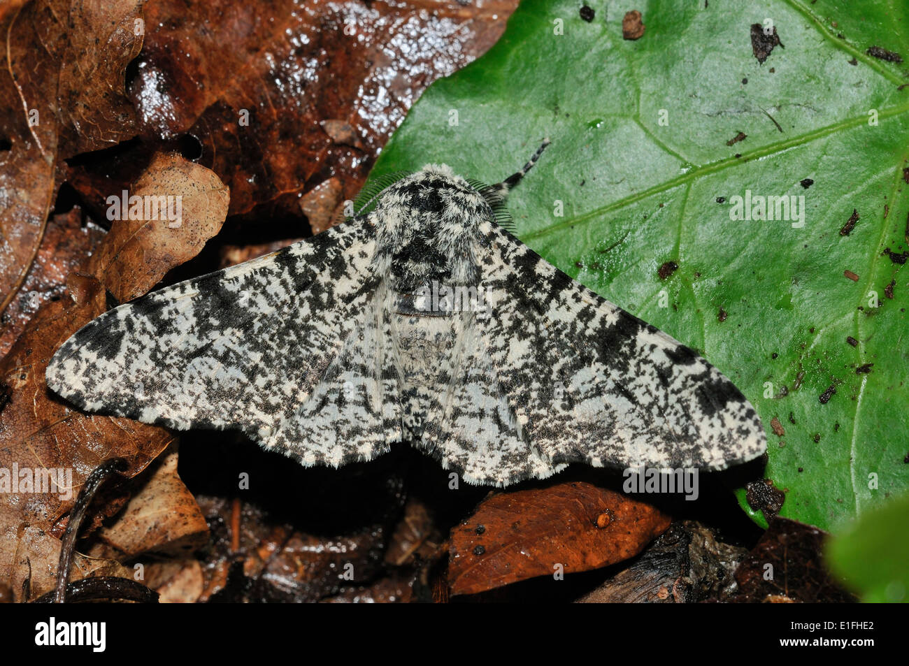 Peppered Moth - Biston betularia Light colour form Stock Photo - Alamy