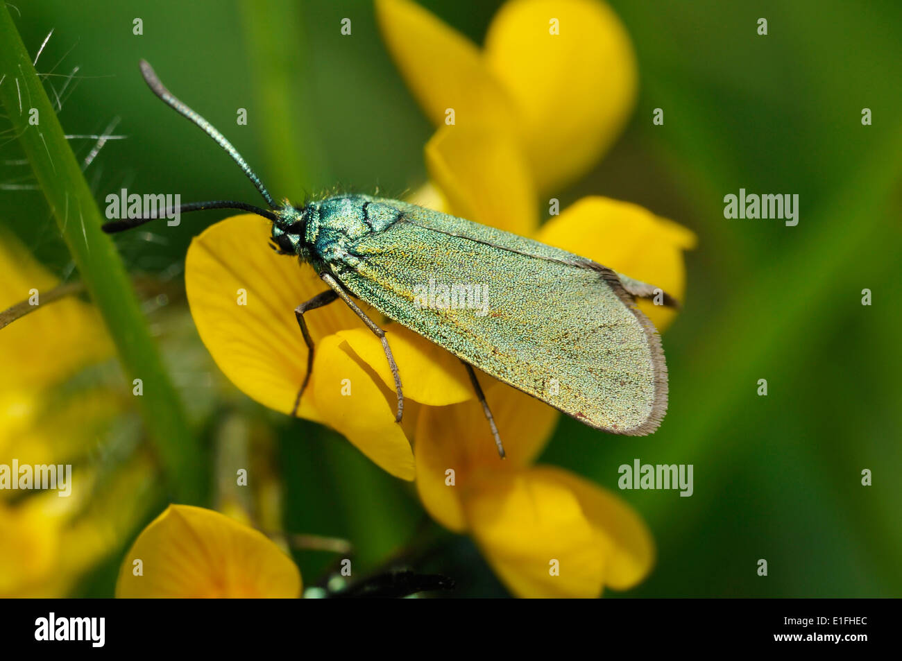 Forester moth hi-res stock photography and images - Alamy