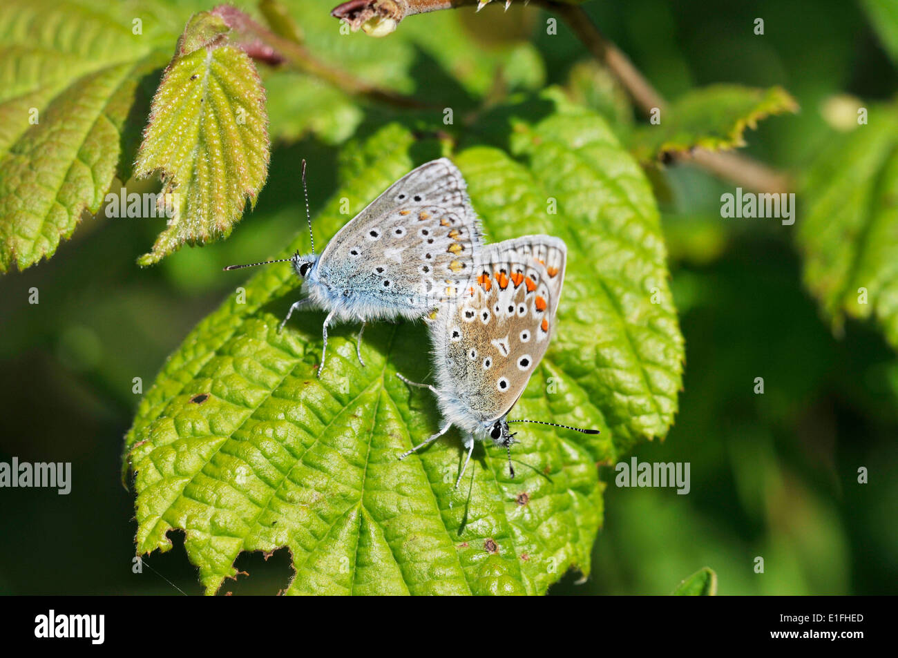 Selborne common hampshire hi-res stock photography and images - Alamy