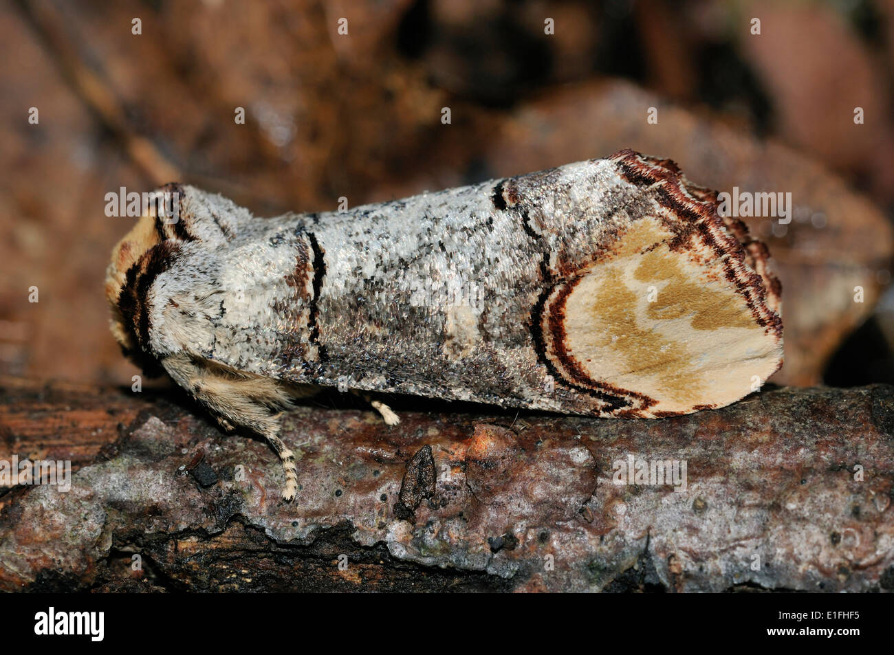 Buff-tip Moth - Phalera bucephala on branch Stock Photo - Alamy