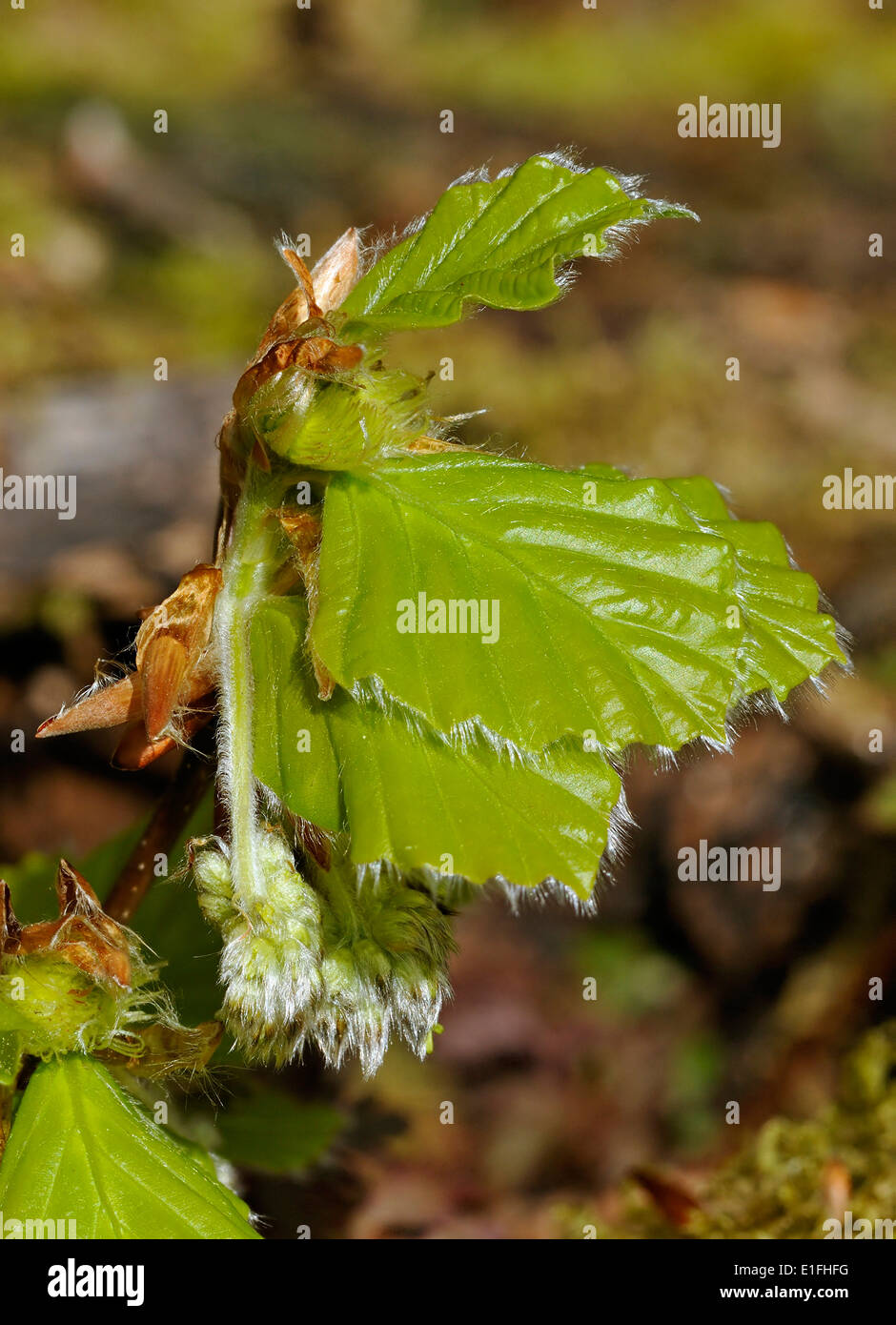 Spring Beech Leaves & Flowers - Fagus sylvatica Stock Photo - Alamy