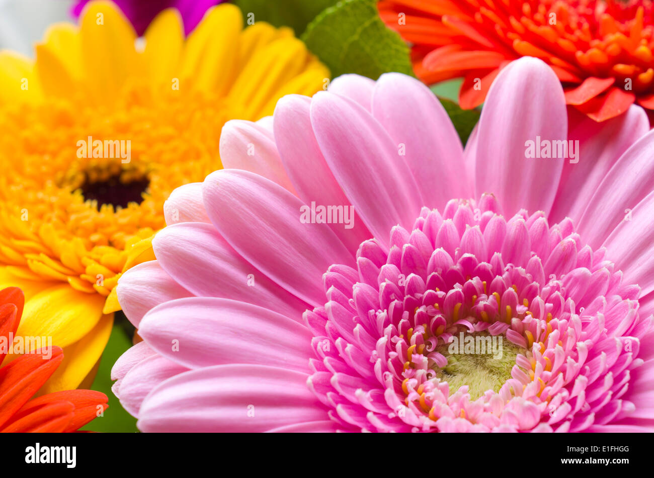 Gerbera flowers red yellow colors hi-res stock photography and images ...
