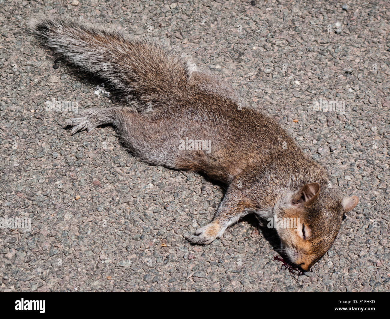 Squirrel On Road Stock Photos & Squirrel On Road Stock Images - Alamy