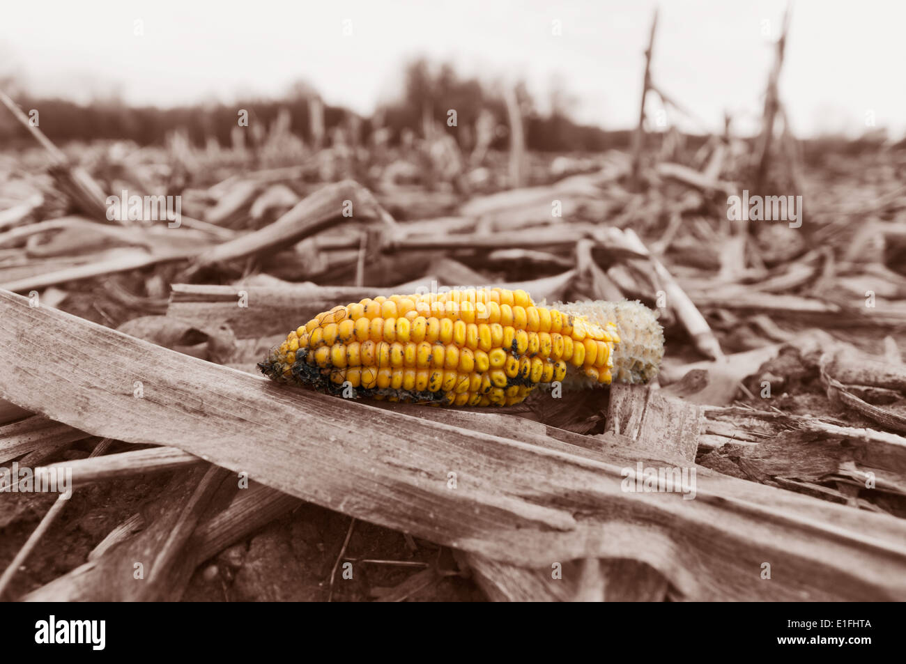 Corn field closeup hi-res stock photography and images - Alamy