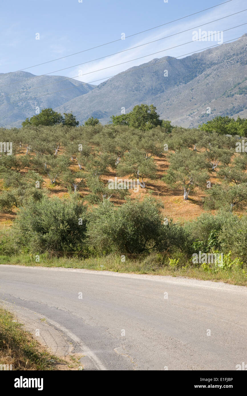 Olive trees growing on the hillside near Georgioupoli, Crete Stock ...