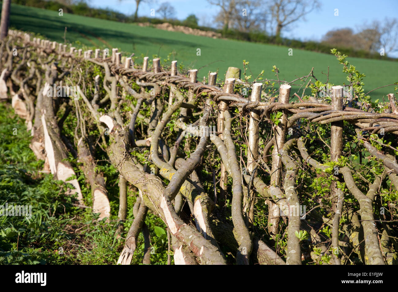 classic hedge laying Stock Photo - Alamy