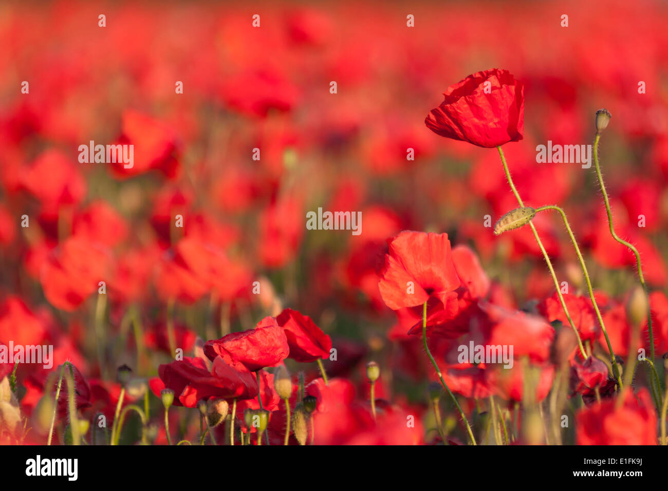 Sea of poppies hi-res stock photography and images - Alamy