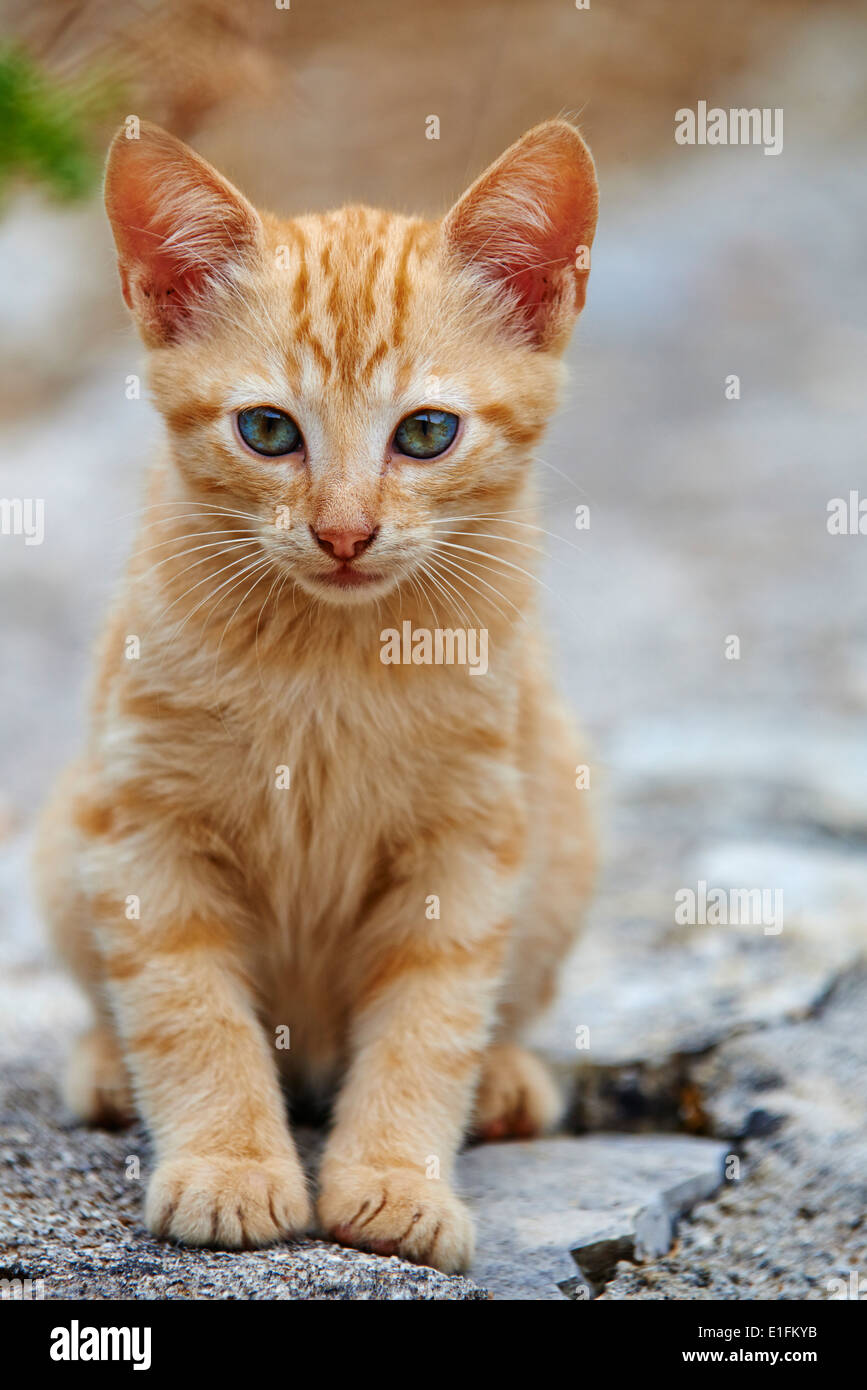 Greece, Ionian island, Corfu island, street cat Stock Photo - Alamy