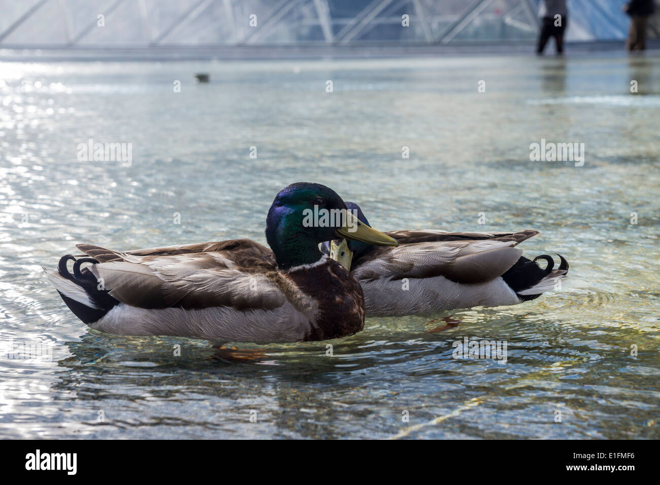 Paris, France. Ducks in the pool near the famous glass pyramid of the ...