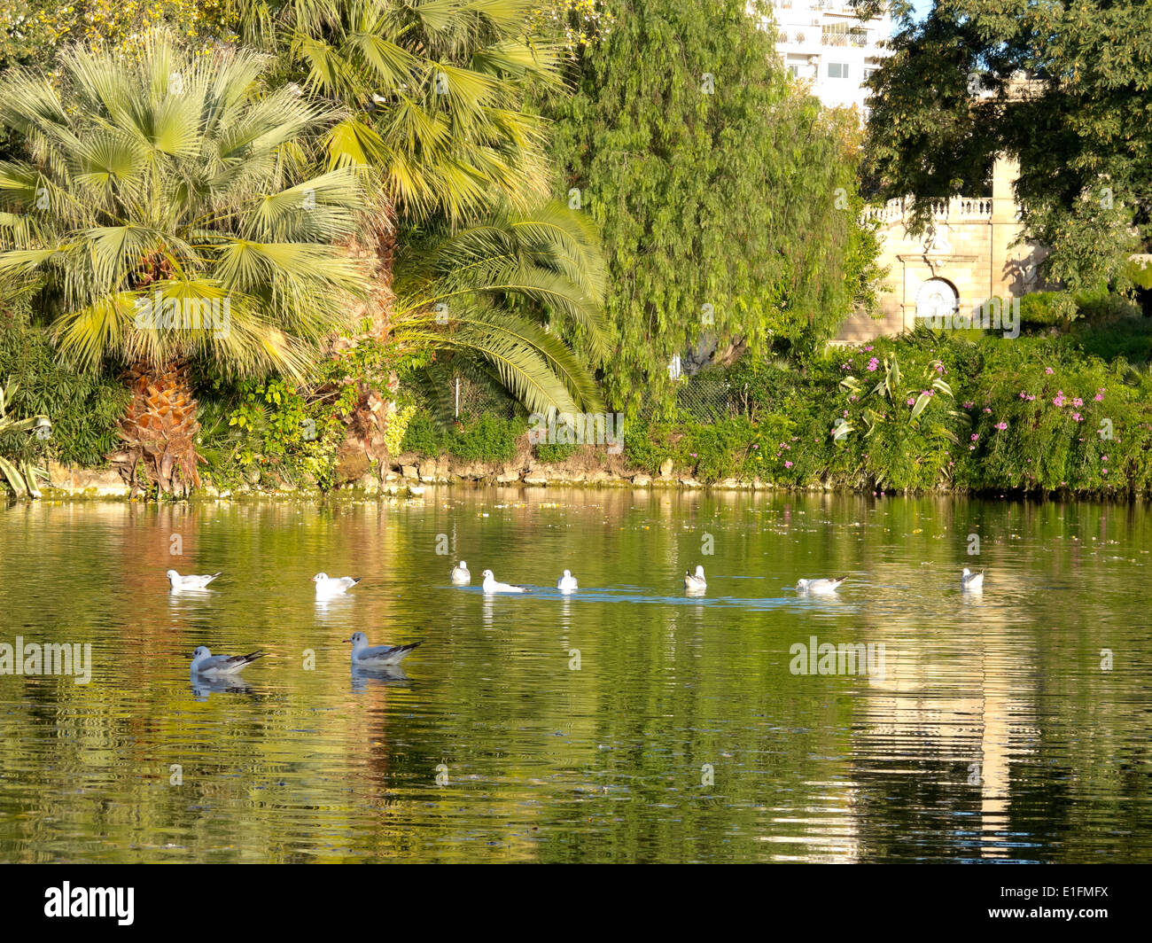 Birds swimming in the pond Ciutadella Park. Garden historic city of ...