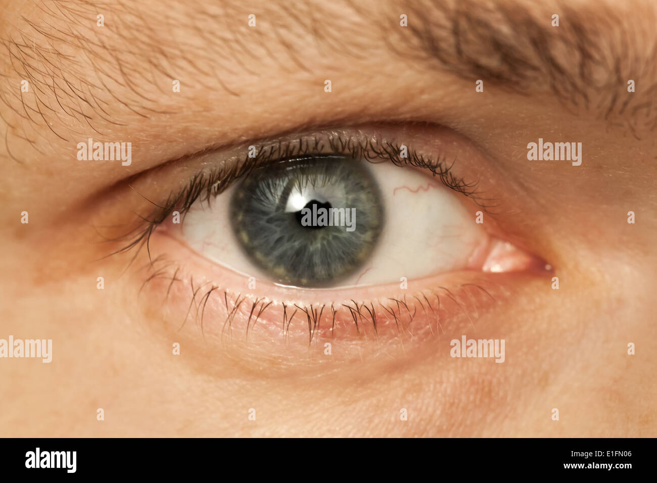 Close up photo of Caucasian man gray eye Stock Photo - Alamy
