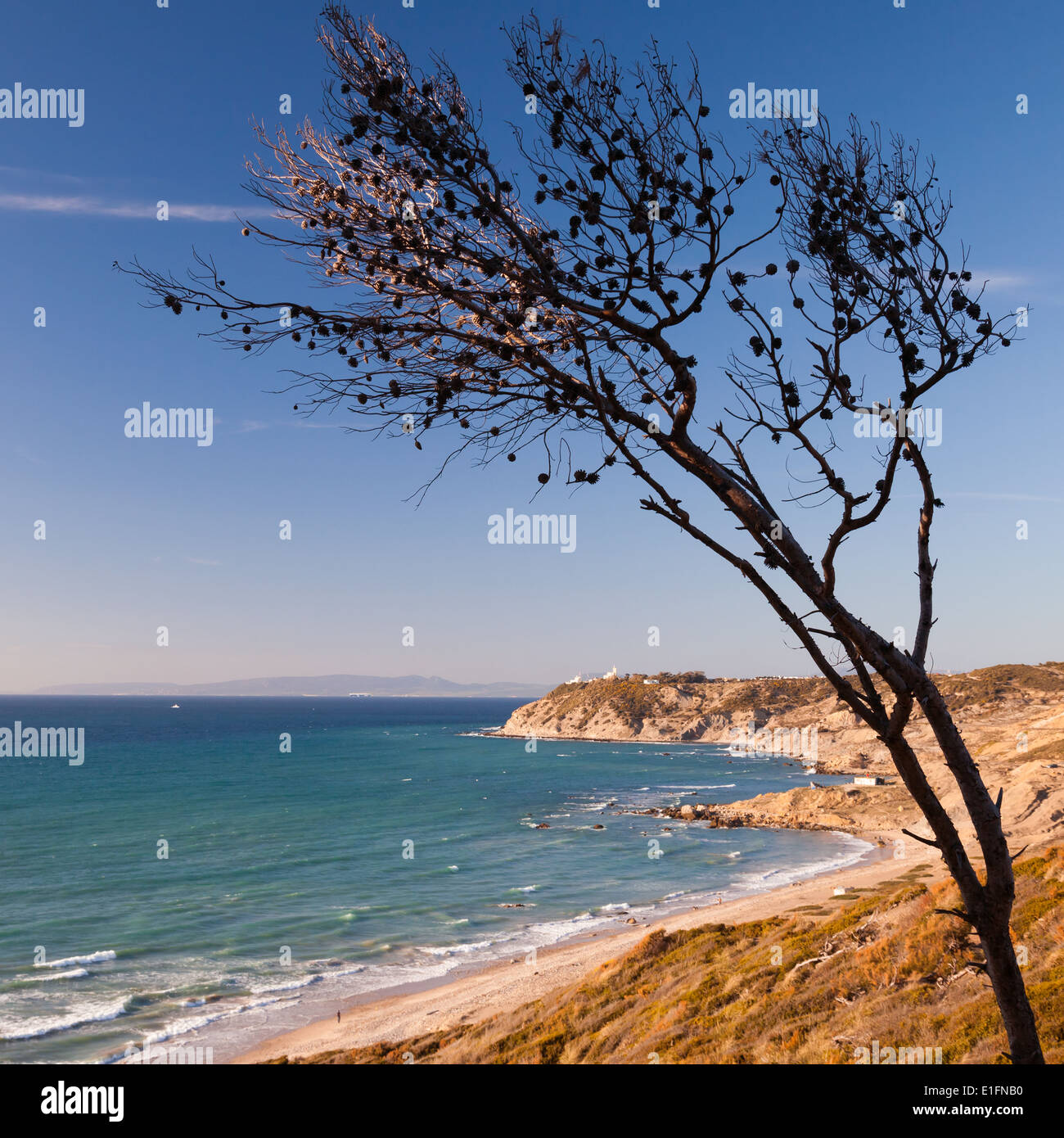 Coastal pine tree hi-res stock photography and images - Alamy