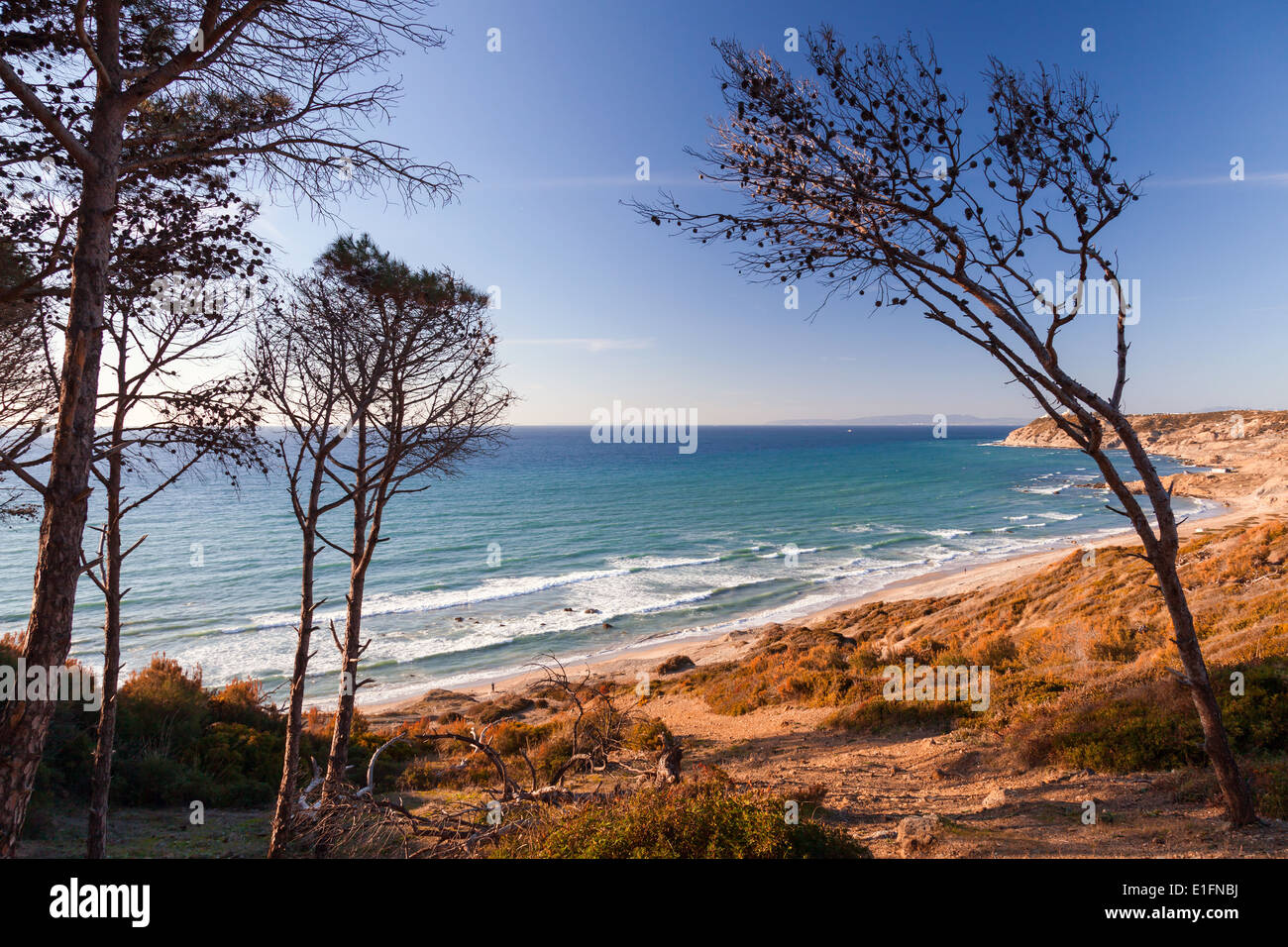Dry pine trees on the coast of Gibraltar strait in Morocco Stock Photo ...
