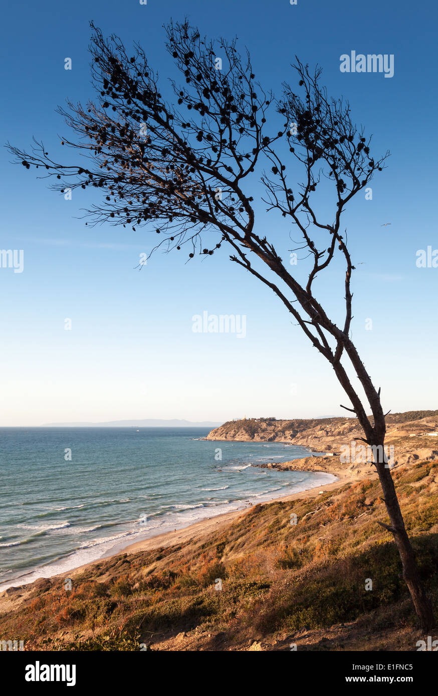 Pine tree coast atlantic ocean hi-res stock photography and images - Alamy