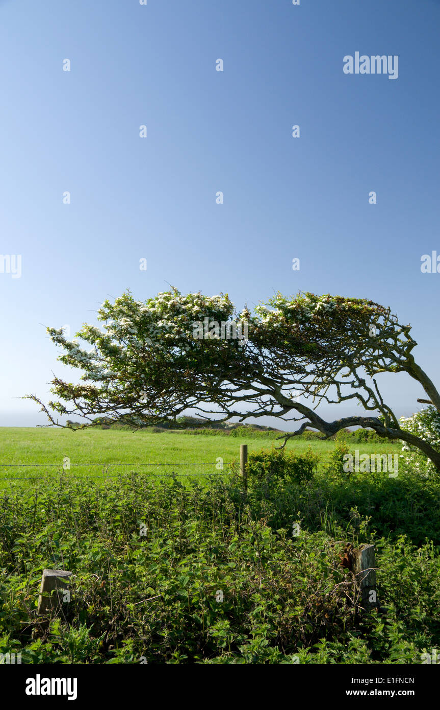 Hawthorn trees hi-res stock photography and images - Alamy