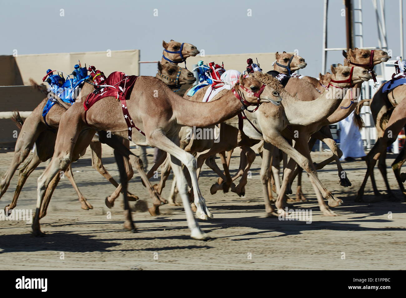 Camel racing at Al Shahaniya race track, 20km outside Doha, Qatar ...